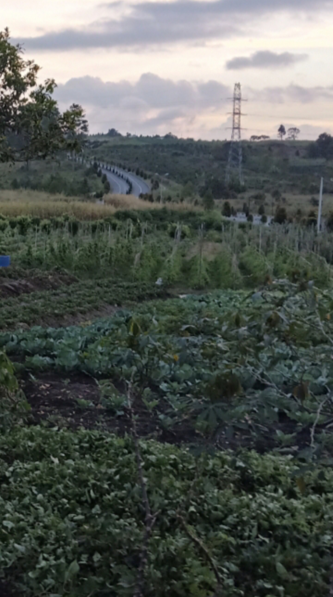 "Mangordang", Gotong Royong Berladang Masyarakat Batak | Kopitimes.id